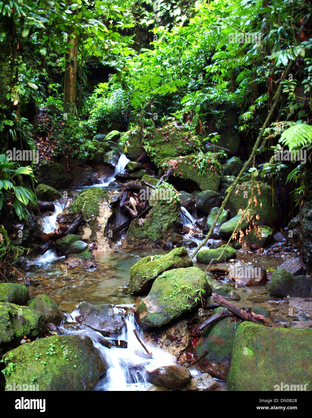 River in the rainforest Stock Photo - Alamy
