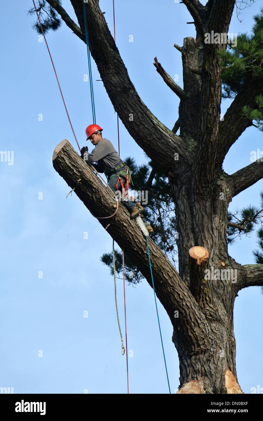 worker wearing hard hat trims big pine tree with hand saw in Marin ...