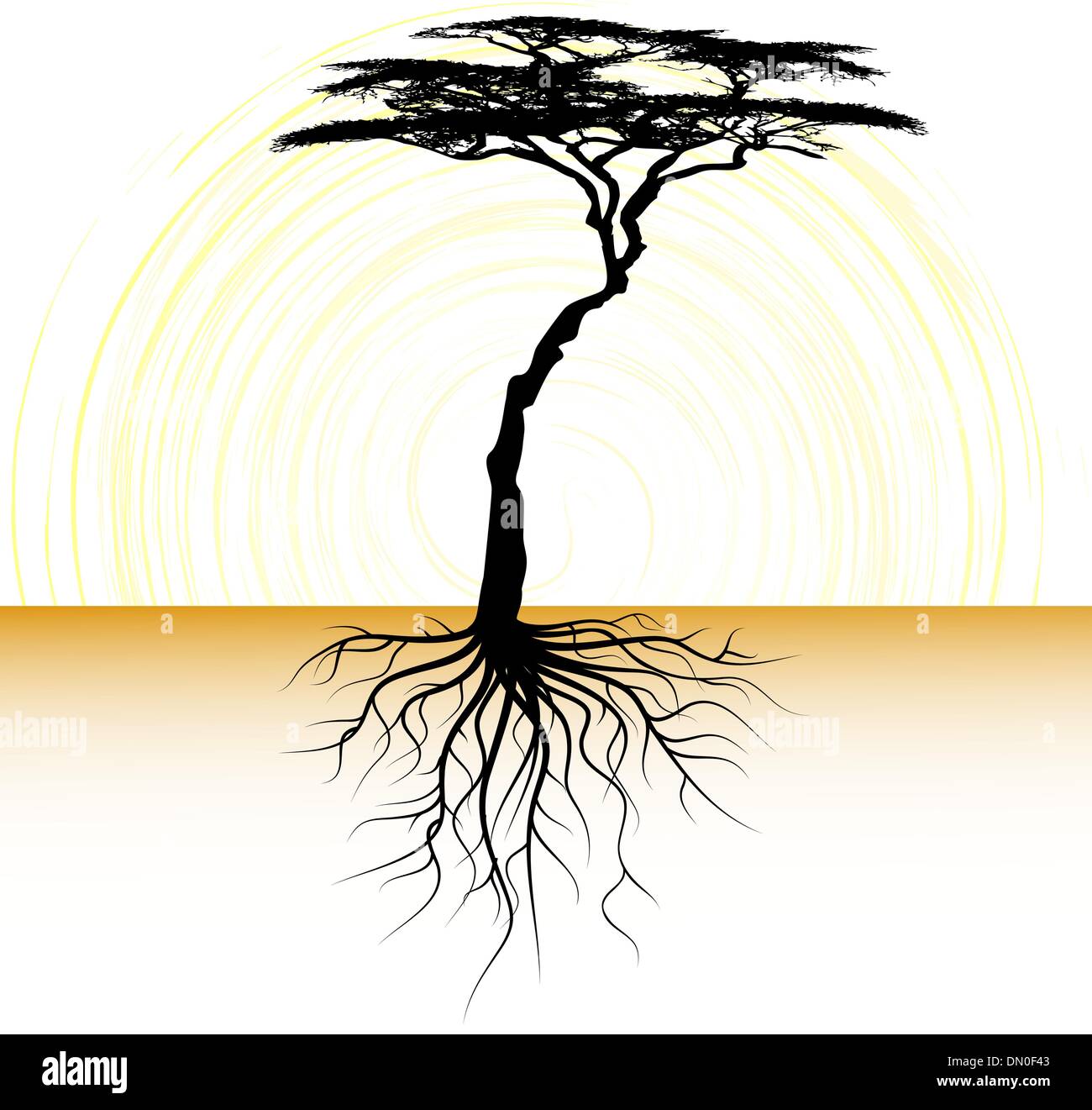 Acacia tree with a root Stock Vector Image & Art - Alamy