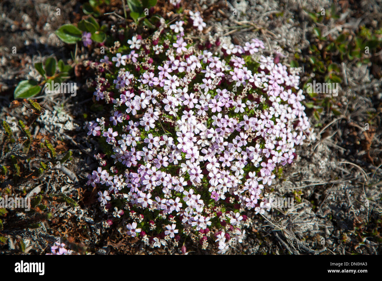 Arctic moss hi-res stock photography and images - Alamy