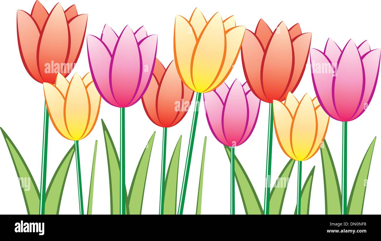 Pattern of white tulips Stock Vector Images - Alamy