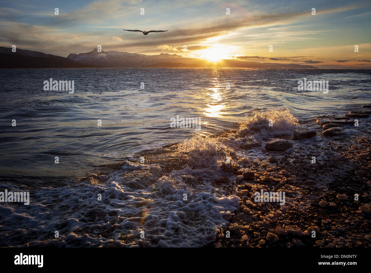 Eagle soaring sun hi-res stock photography and images - Alamy