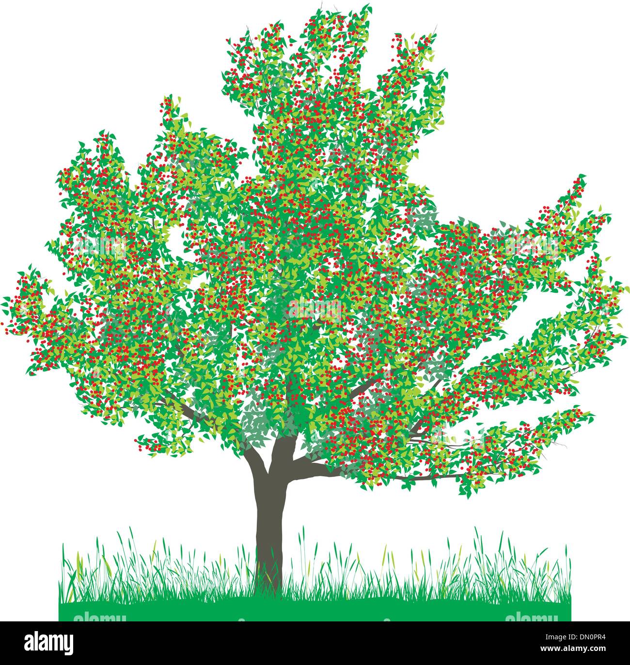 Deciduous tree summer Stock Vector Images - Alamy