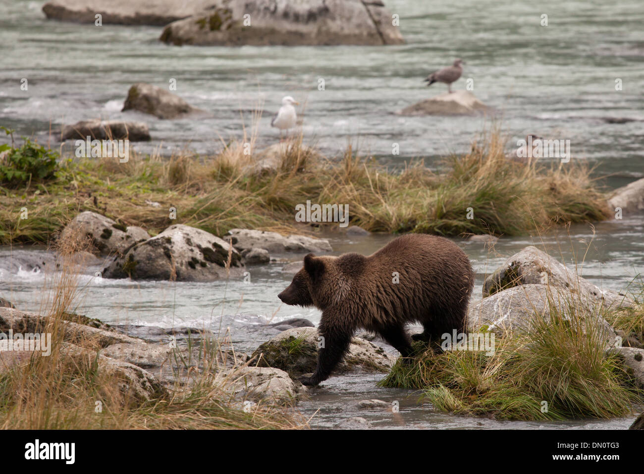 Young Alaskan brown bear (grizzly) looking for salmon in the Chilcoot ...