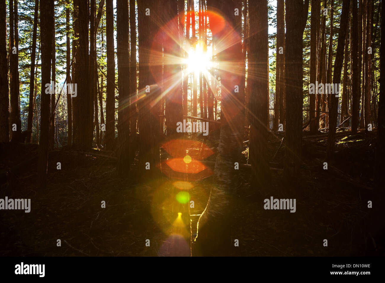 Giant colorful sunburst lens flare through trees in a dense forest ...