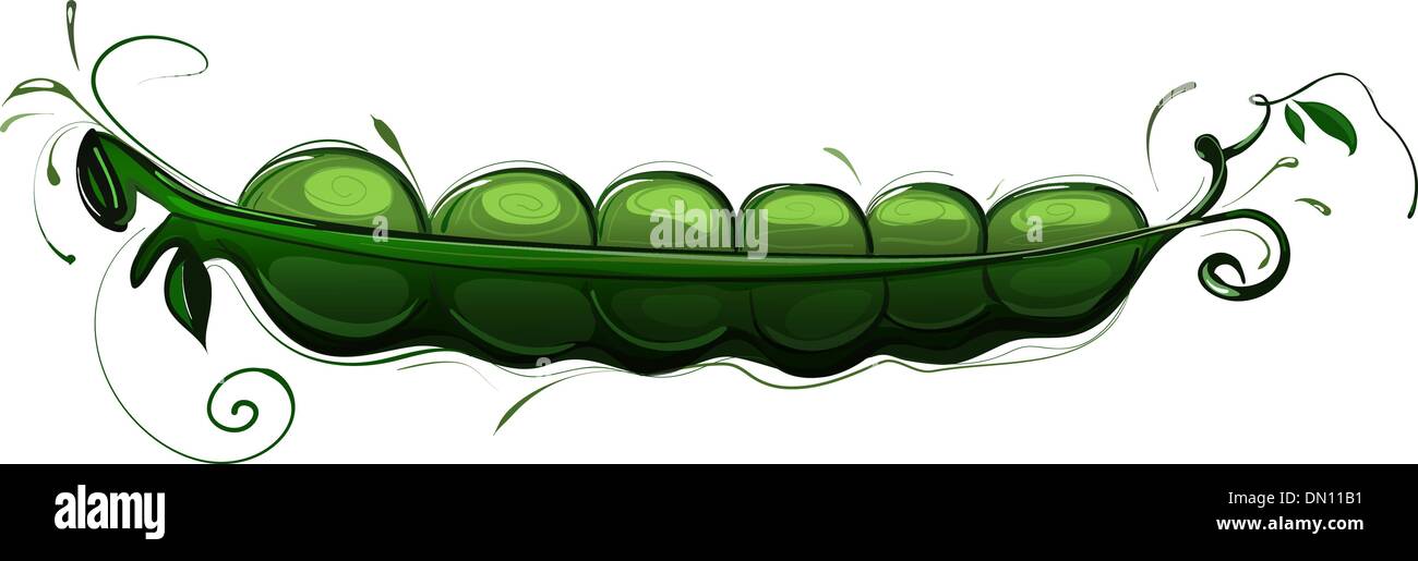 Pea Pod Illustration Stock Vector Image & Art - Alamy