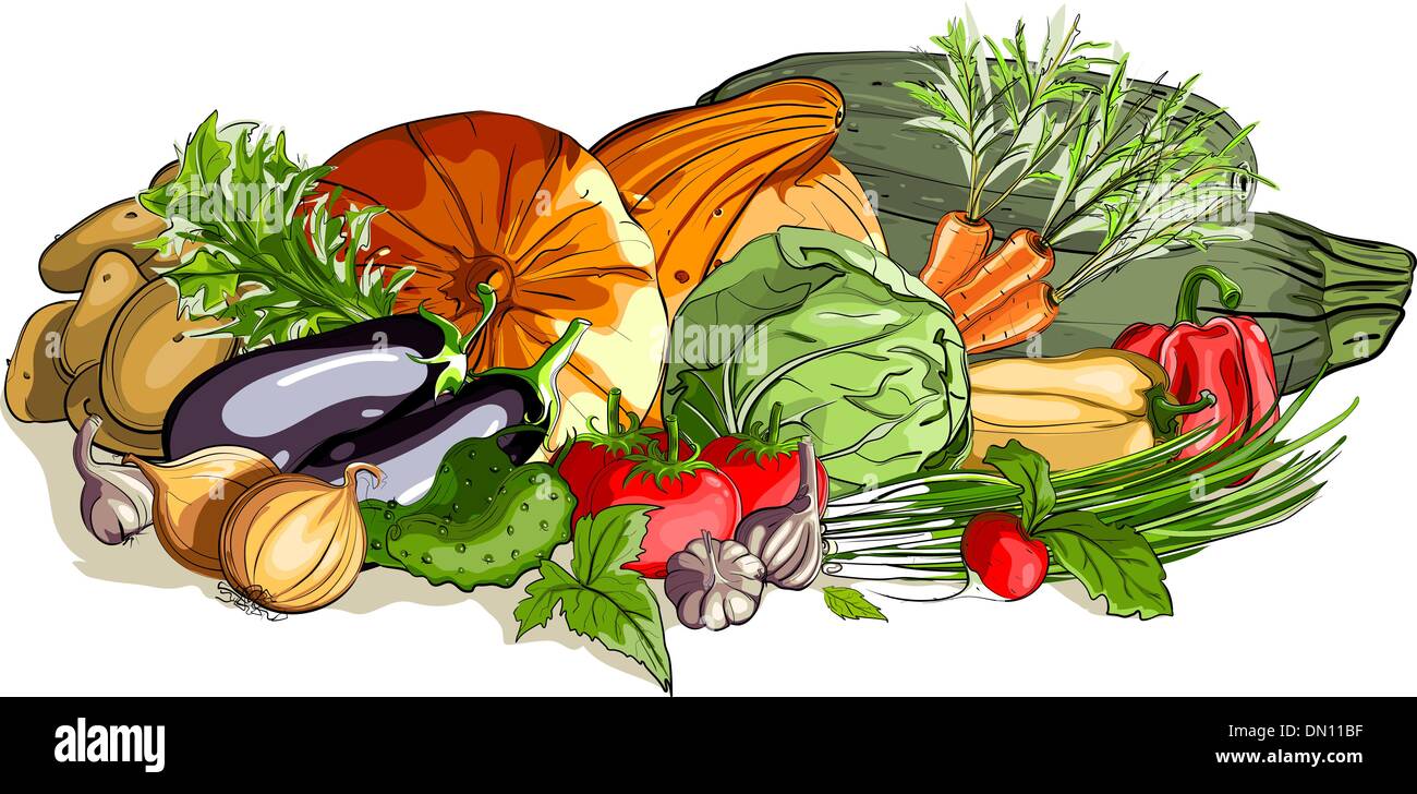 Fresh green spring pumpkin Stock Vector Images - Alamy