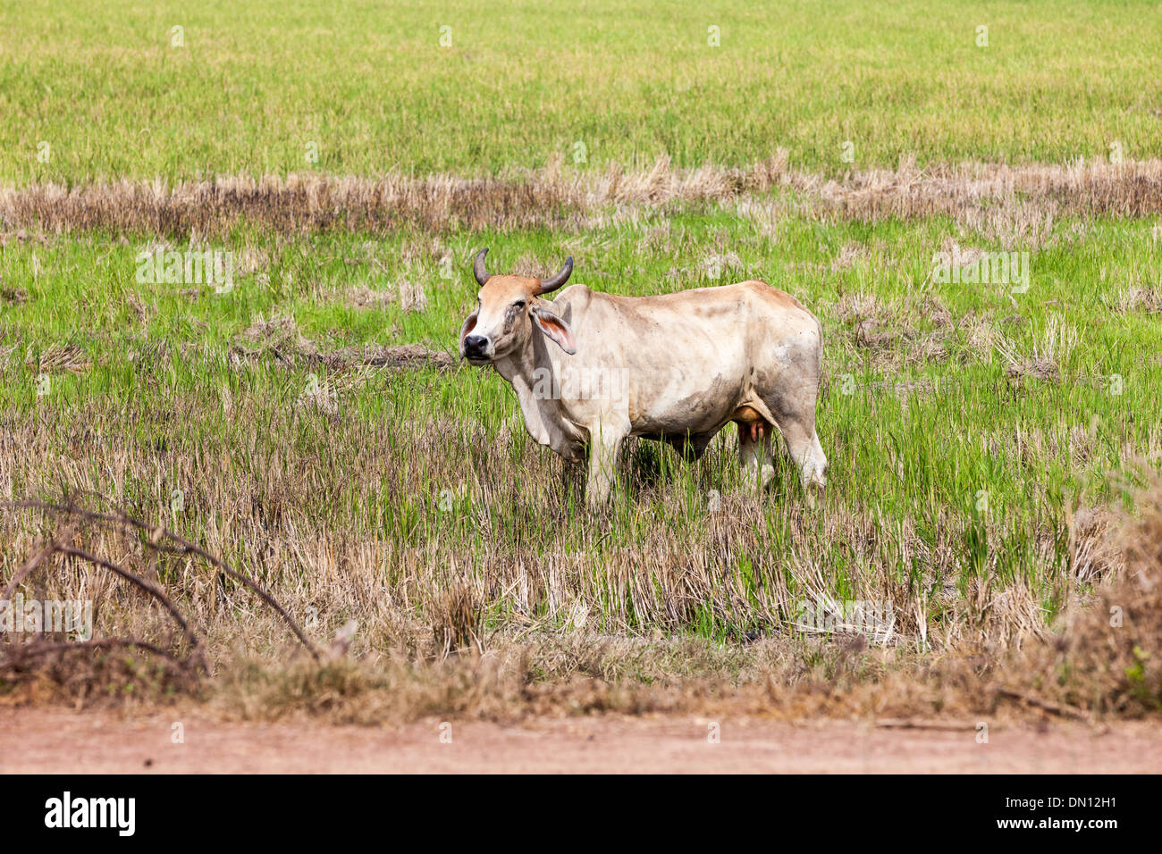 on the field in Thailand you see a cow Stock Photo - Alamy