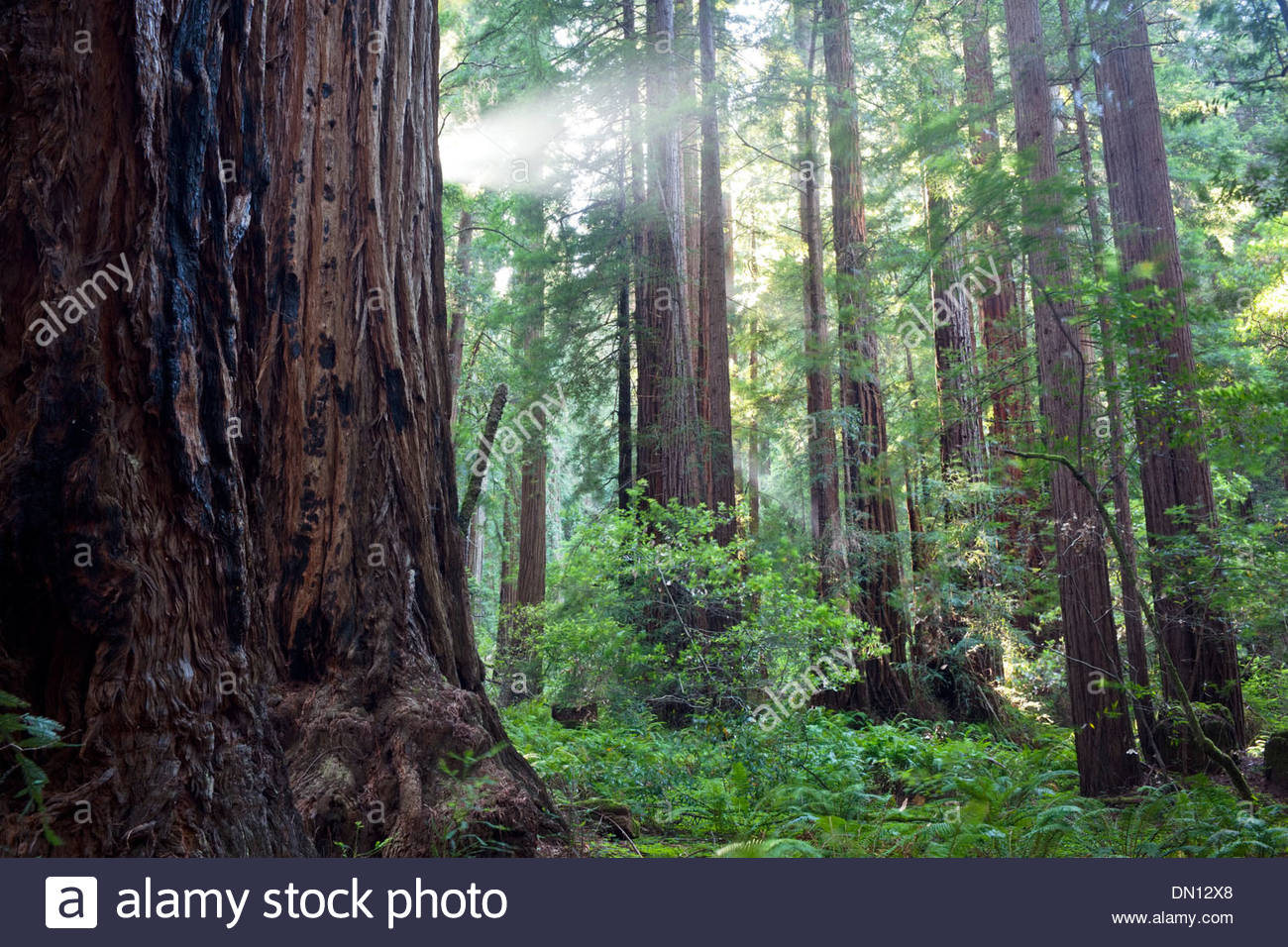 Old Growth Redwoods High Resolution Stock Photography and Images - Alamy