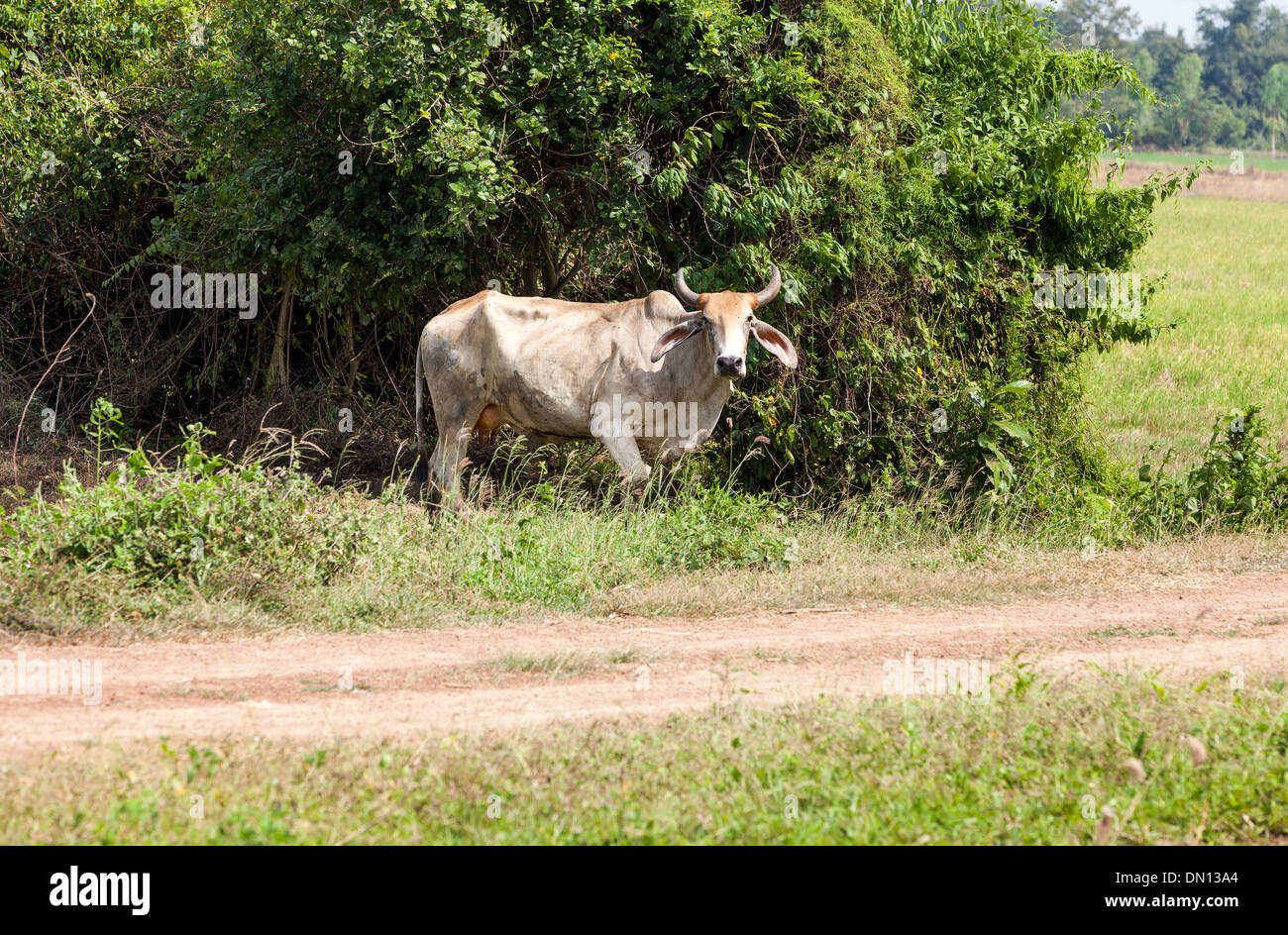 on the field in Thailand you see a cow Stock Photo - Alamy