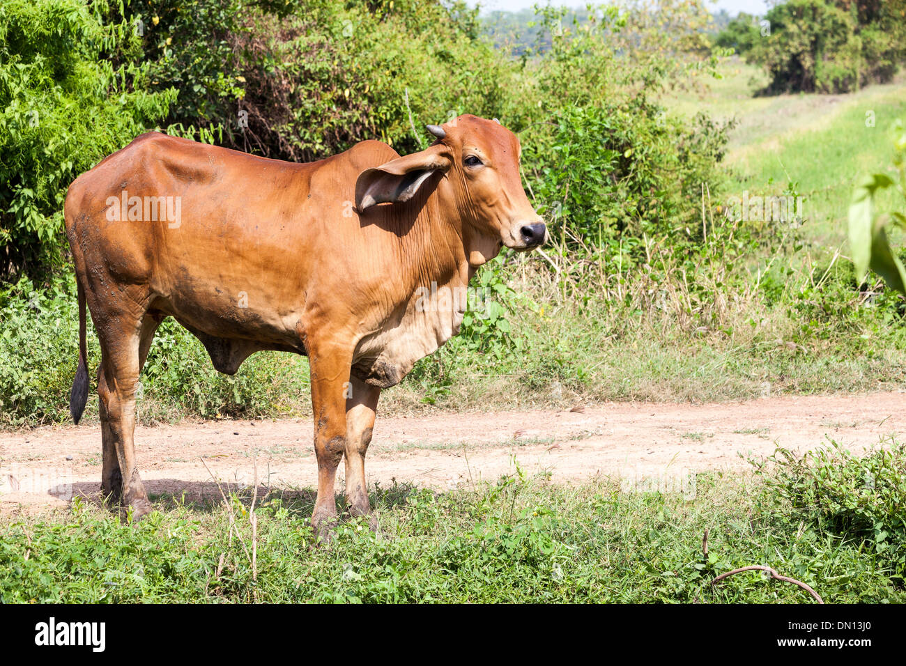 Field species hi-res stock photography and images - Alamy