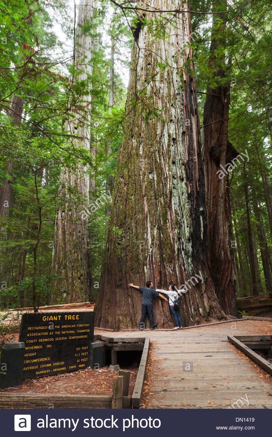 The Rockefeller Tree High Resolution Stock Photography and Images - Alamy