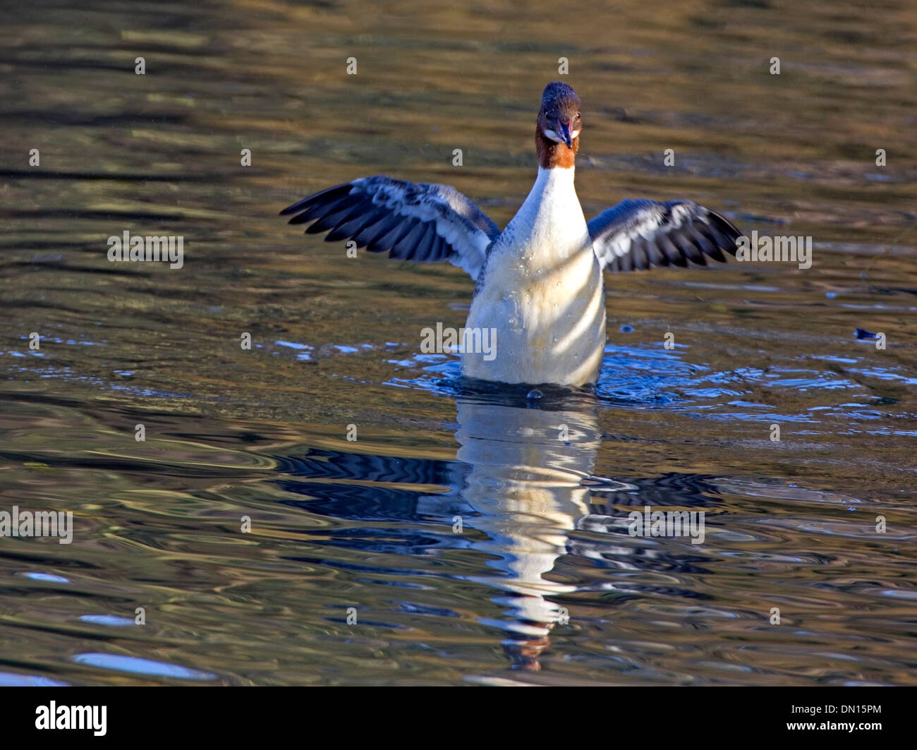 Female Goosander High Resolution Stock Photography and Images - Alamy