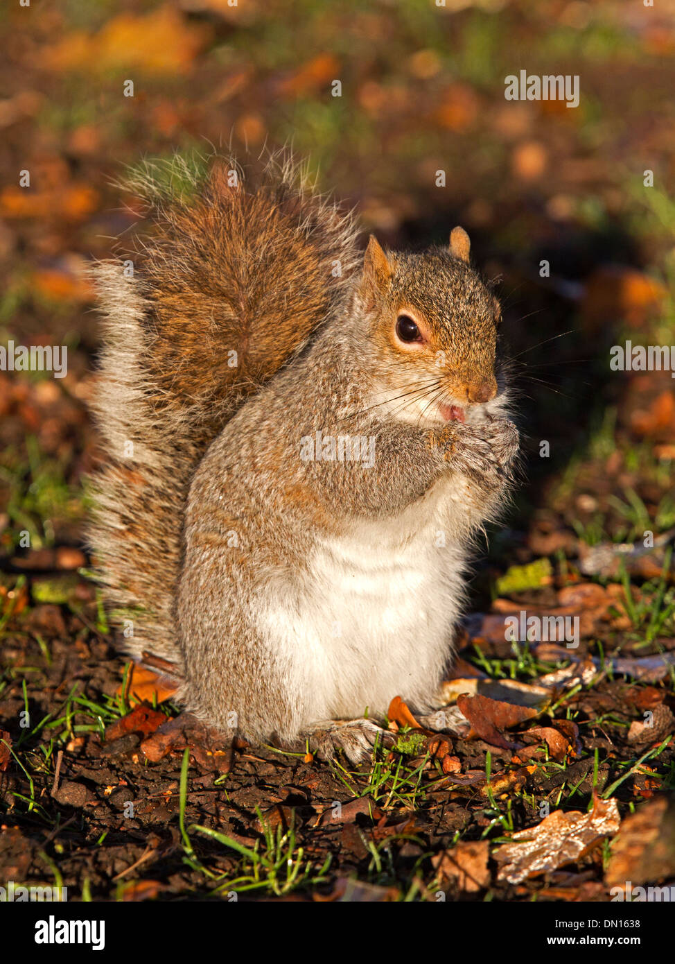 Grey squirrel standing upright hi-res stock photography and images - Alamy