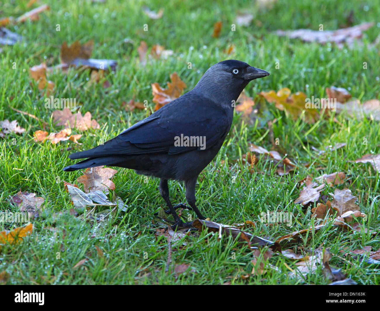Crows standing hi-res stock photography and images - Alamy