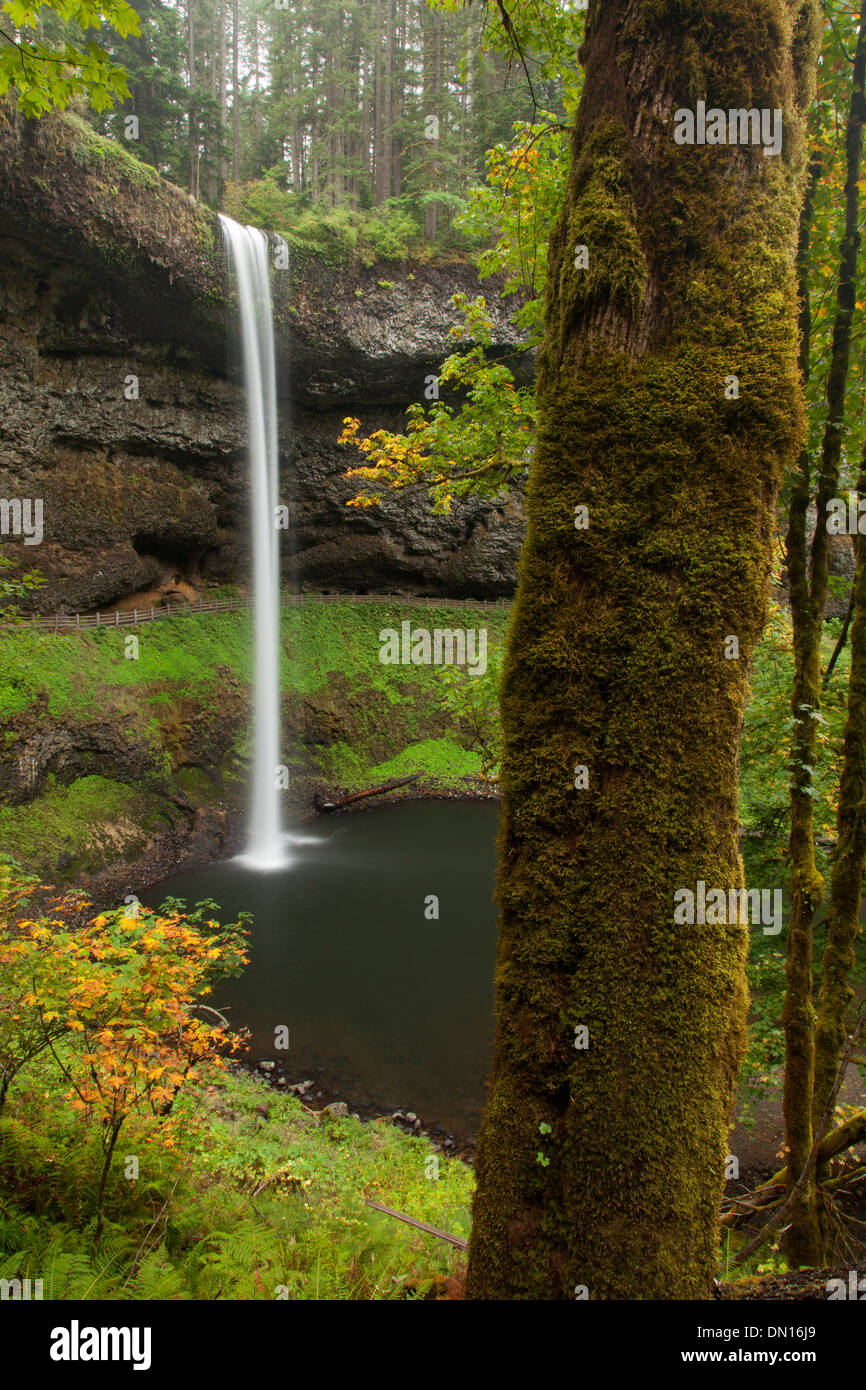 South Falls, Silver Falls State park, Oregon Stock Photo - Alamy