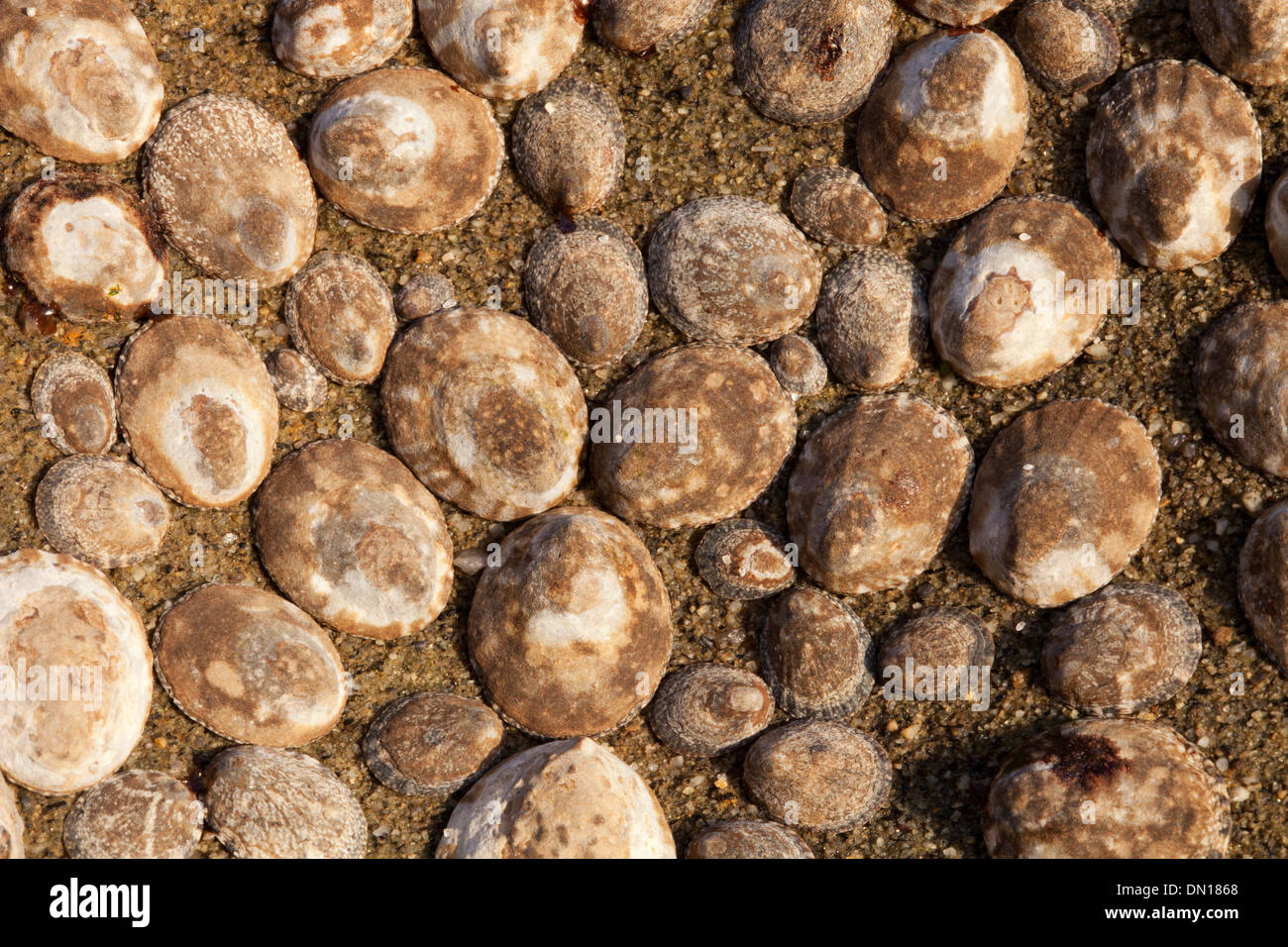 Limpets (Lottia sp.) on rock, La Jolla, California Stock Photo - Alamy