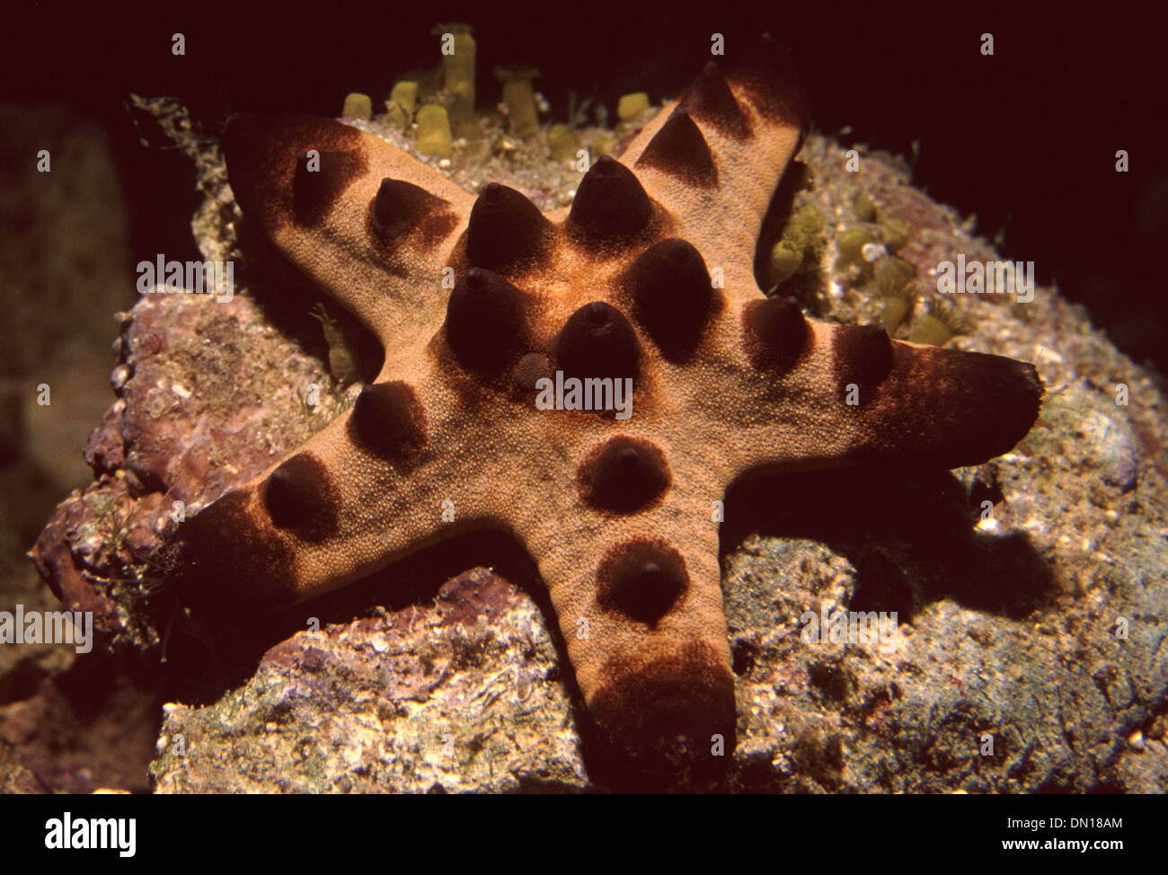 Starfish (Protoreaster nodosus Stock Photo - Alamy