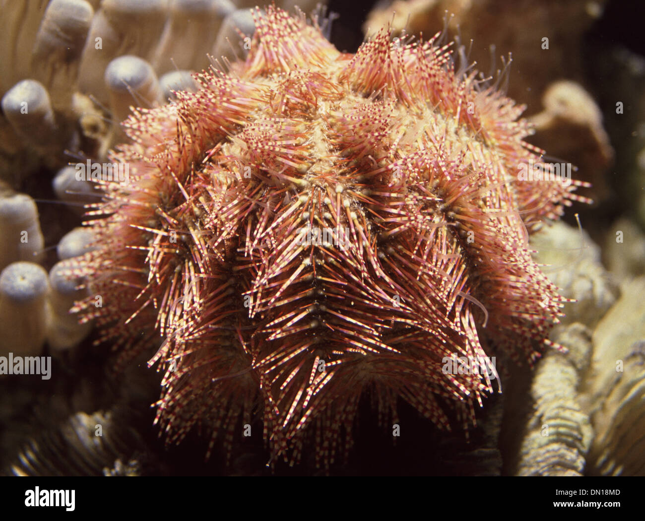Salmacis belli hi-res stock photography and images - Alamy