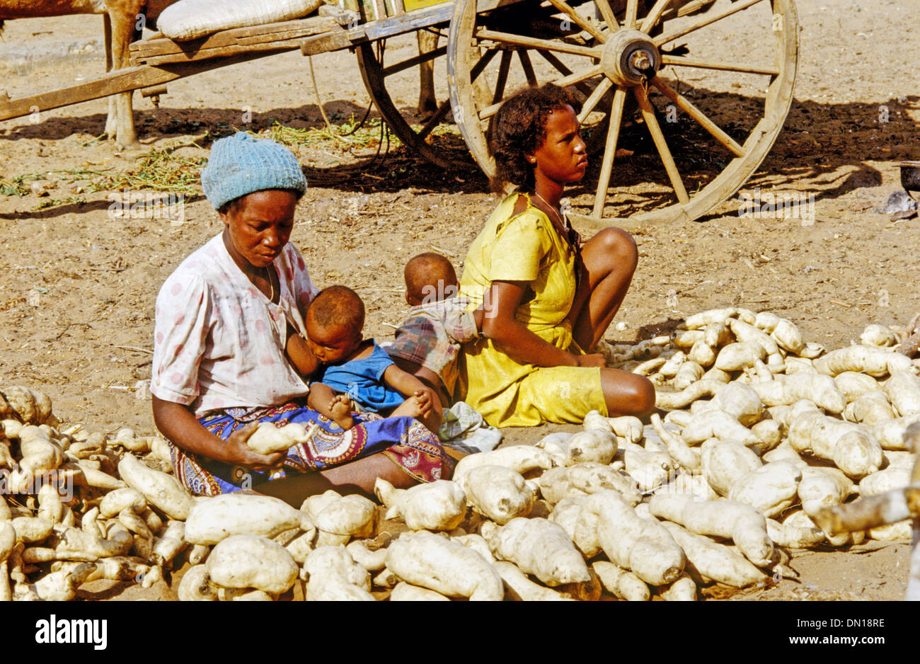 Peasant Women & Children of Sakalava Tribe Selling Cassava or Manioc on ...