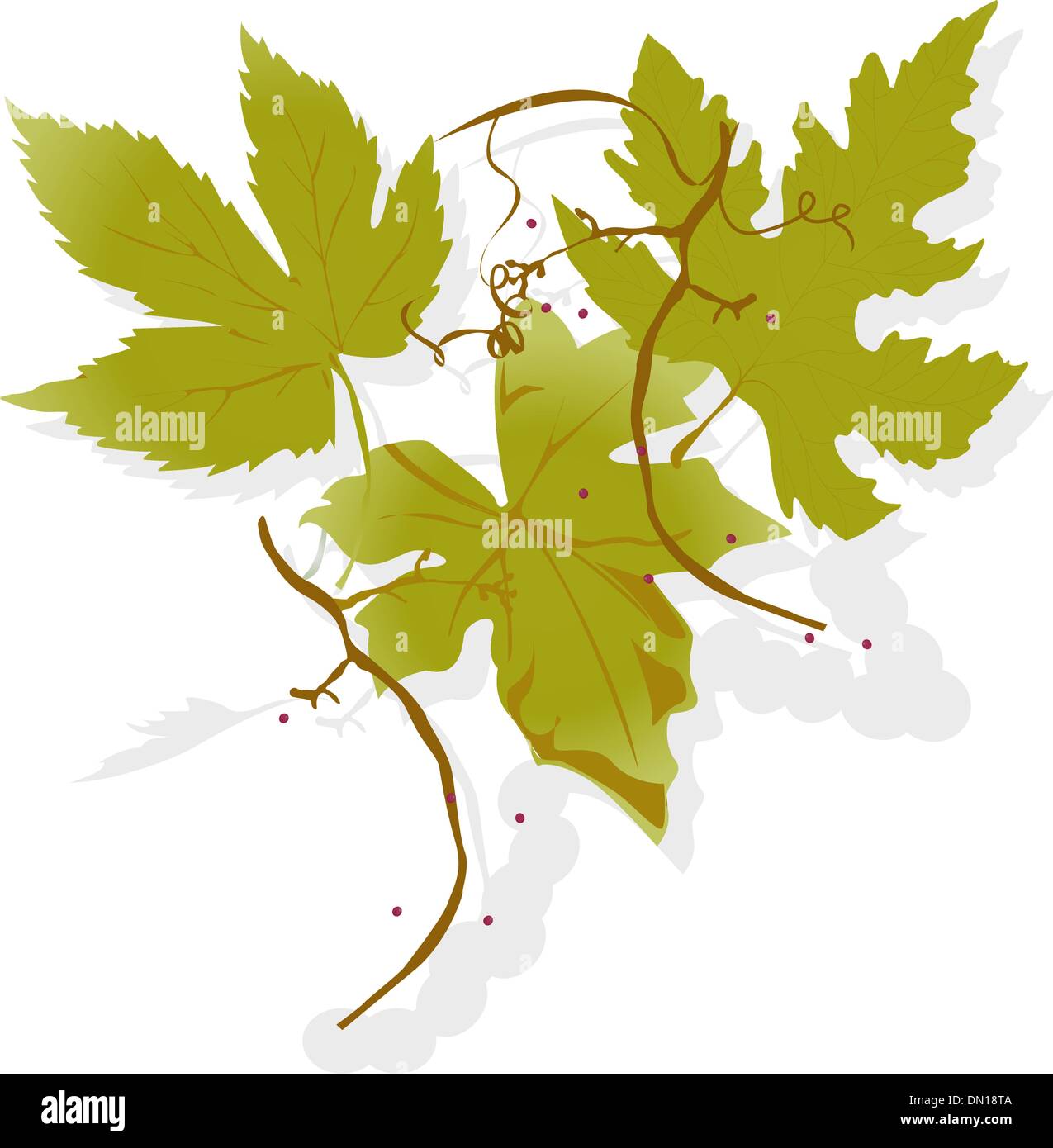 Green wine grape field Stock Vector Images - Alamy