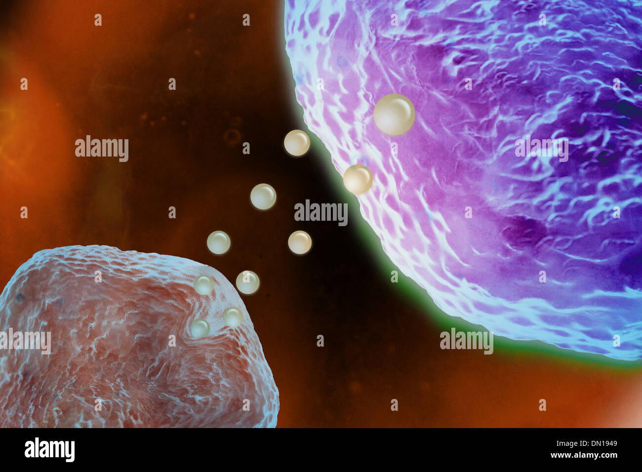 Cytosol hi-res stock photography and images - Alamy