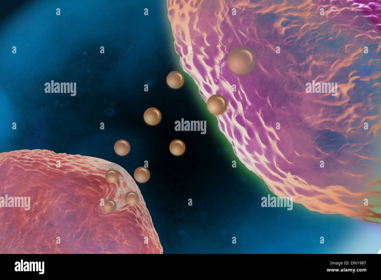 Cytosol hi-res stock photography and images - Alamy