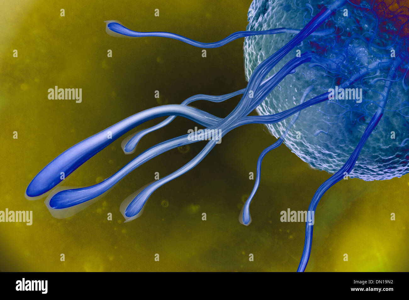 movement in cytosol organells artwork Stock Photo - Alamy