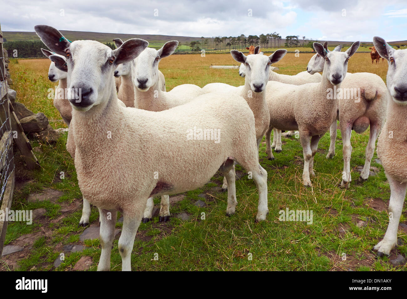 Bluefaced leicester sheep hi-res stock photography and images - Alamy