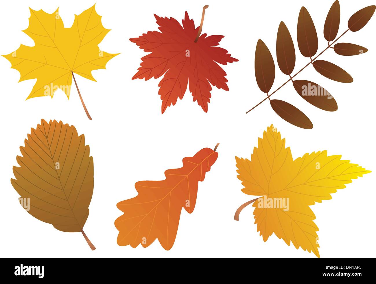 vector fall leaves Stock Vector Image & Art - Alamy