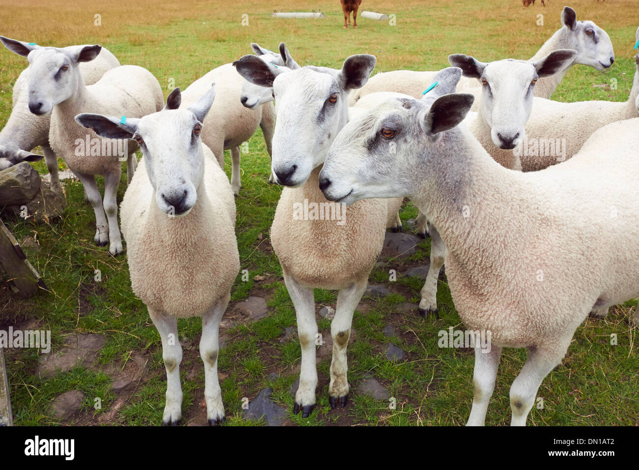 Bluefaced leicester sheep hi-res stock photography and images - Alamy