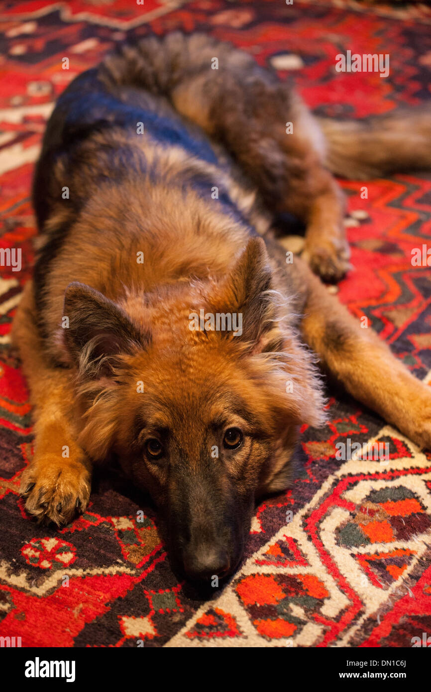 German Shepherd 6 months old Stock Photo - Alamy