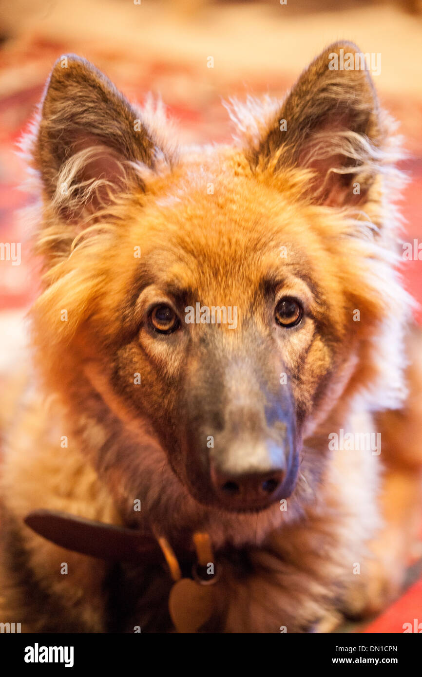 German Shepherd 6 months old Stock Photo - Alamy