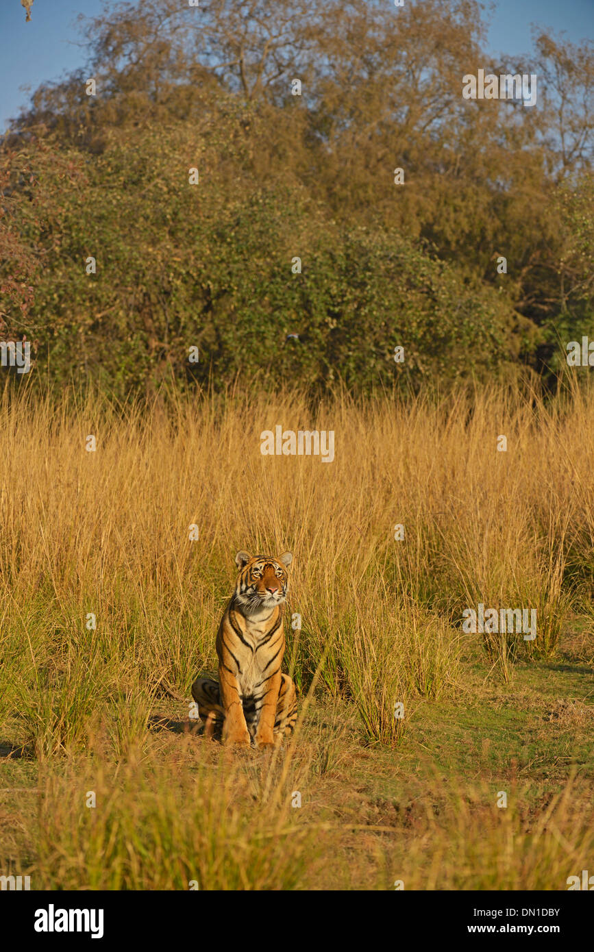 Wild tiger in a forest habitat in Ranthambore national park Stock Photo ...