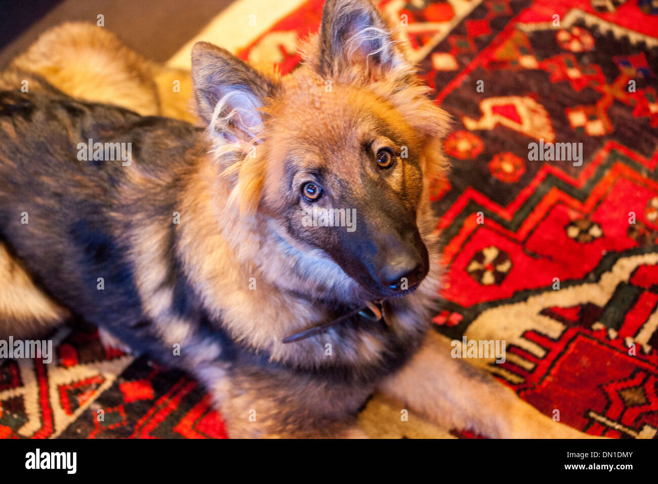 German Shepherd 6 months old Stock Photo - Alamy