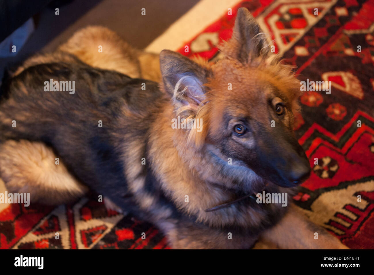 German Shepherd 6 months old Stock Photo - Alamy