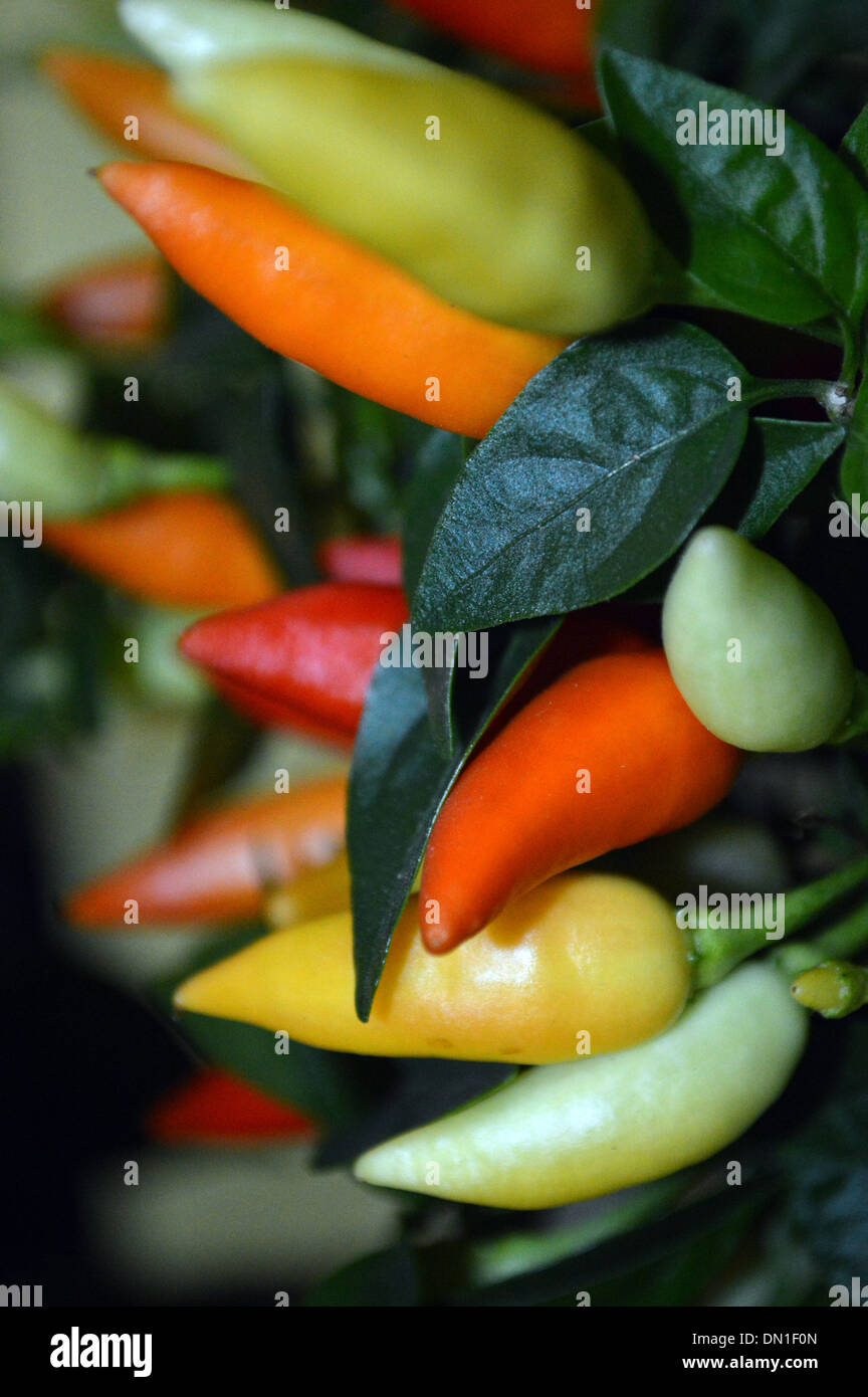 Chili pepper plant hi-res stock photography and images - Alamy