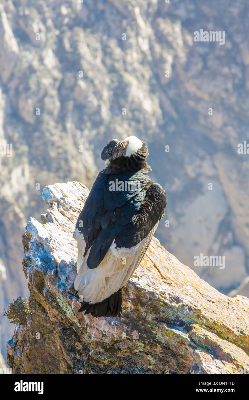 Condor at Colca canyon sitting,Peru,South America. This is a condor the ...