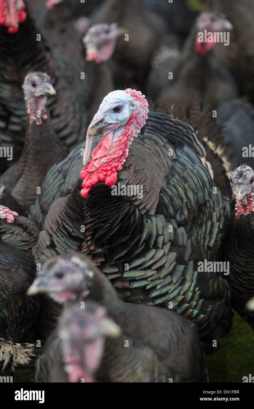 Black turkeys hi-res stock photography and images - Alamy