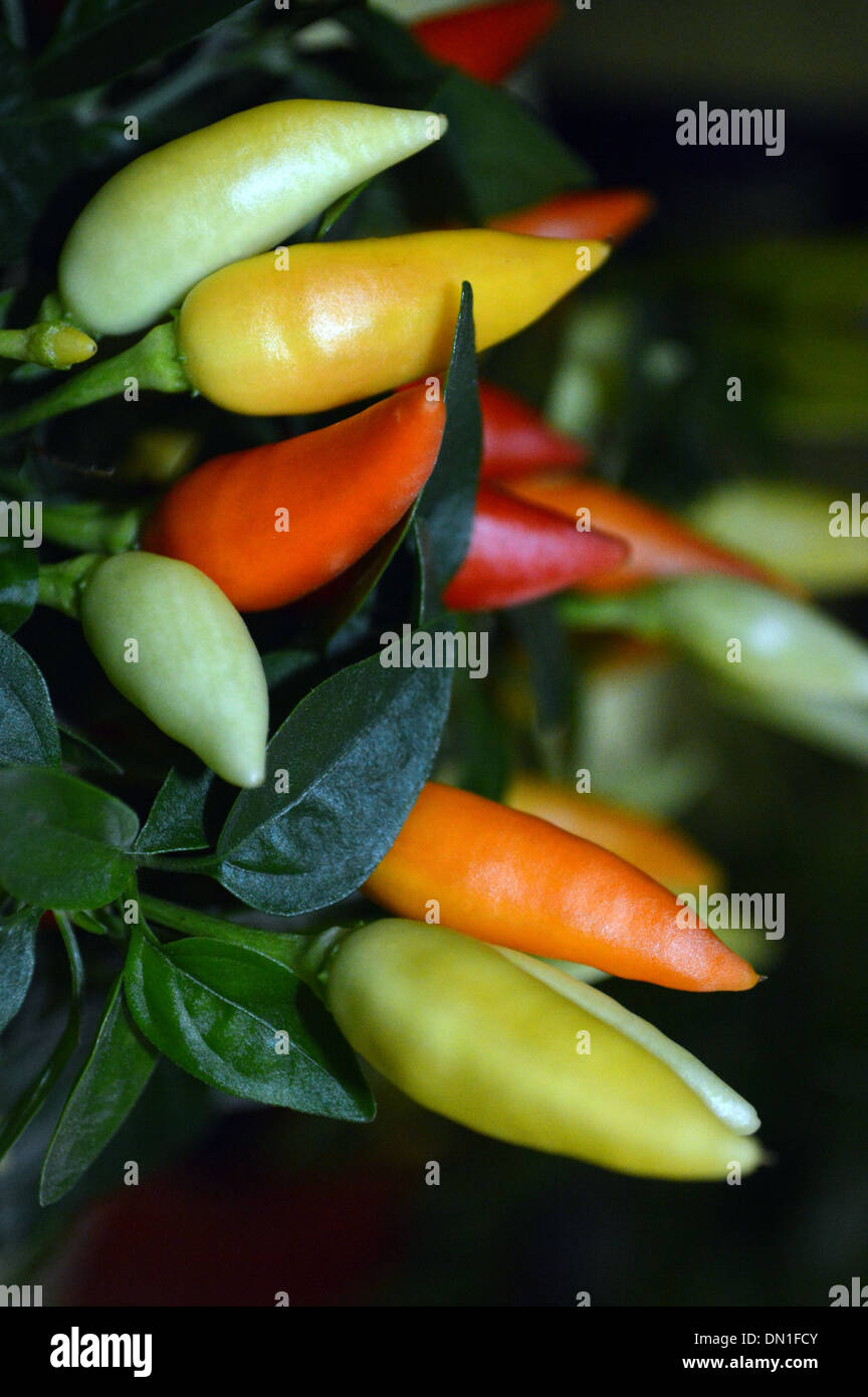 Chili pepper plant hi-res stock photography and images - Alamy