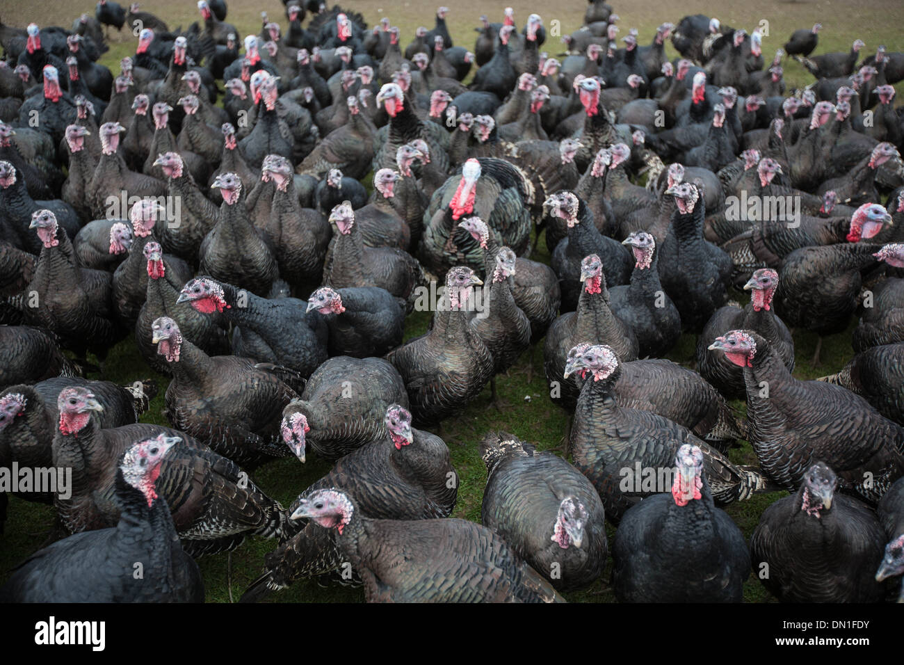 Black turkeys hi-res stock photography and images - Alamy