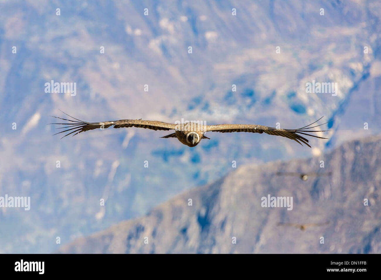 Flying condor over Colca canyon,Peru,South America. This is a condor ...