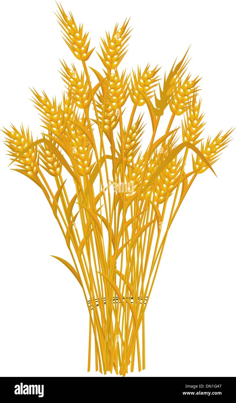 White sheaf wheat ripe Stock Vector Images - Alamy