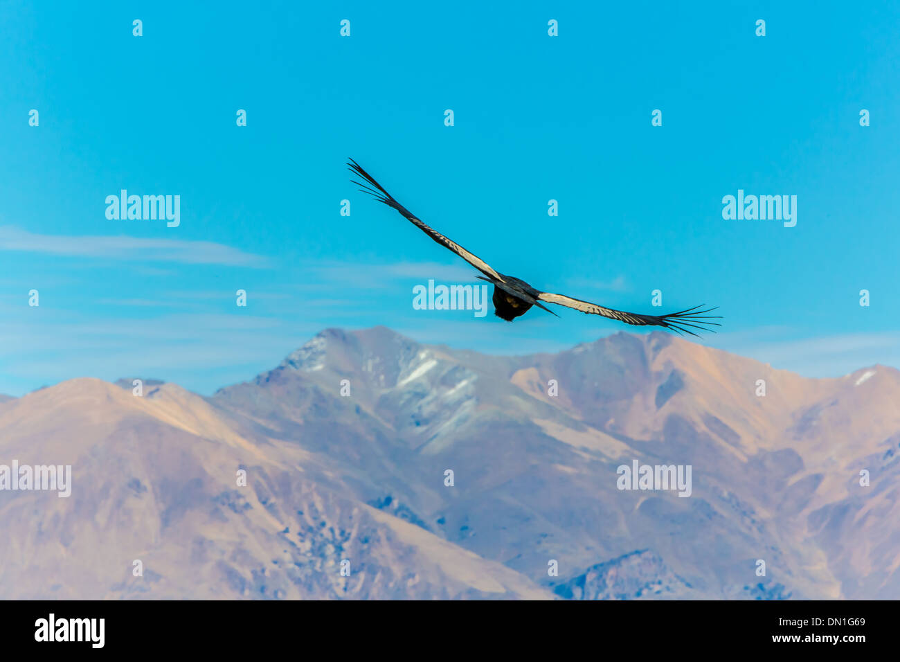 Flying condor over Colca canyon,Peru,South America. This is a condor ...