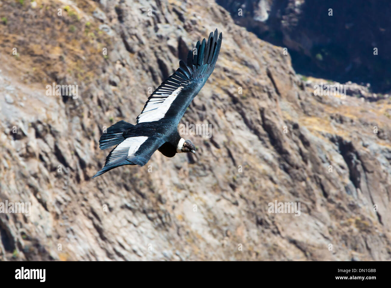 Flying condor over Colca canyon,Peru,South America. This is a condor ...