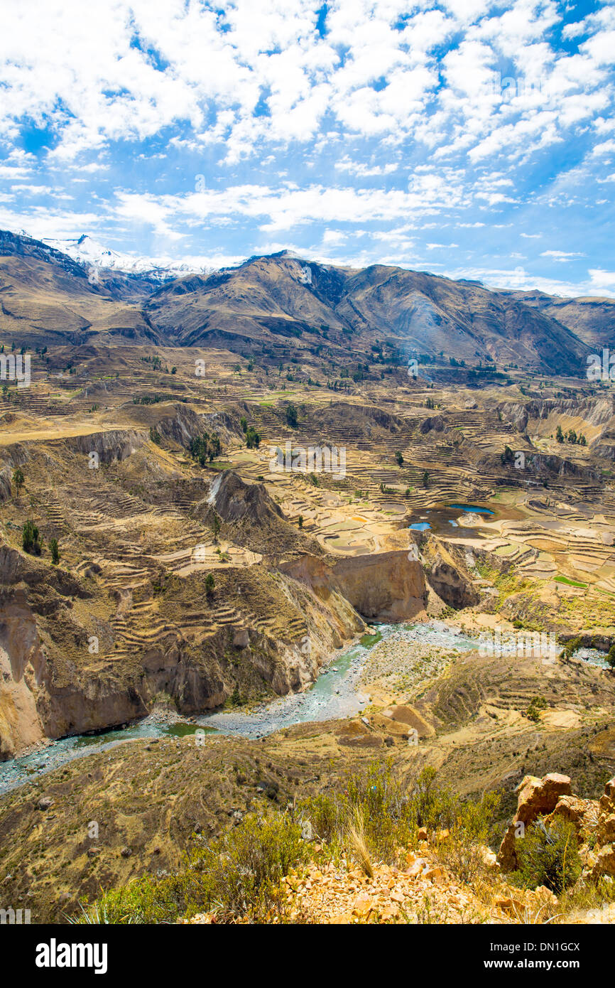 Colca Canyon, Peru,South America. Incas to build Farming terraces with ...