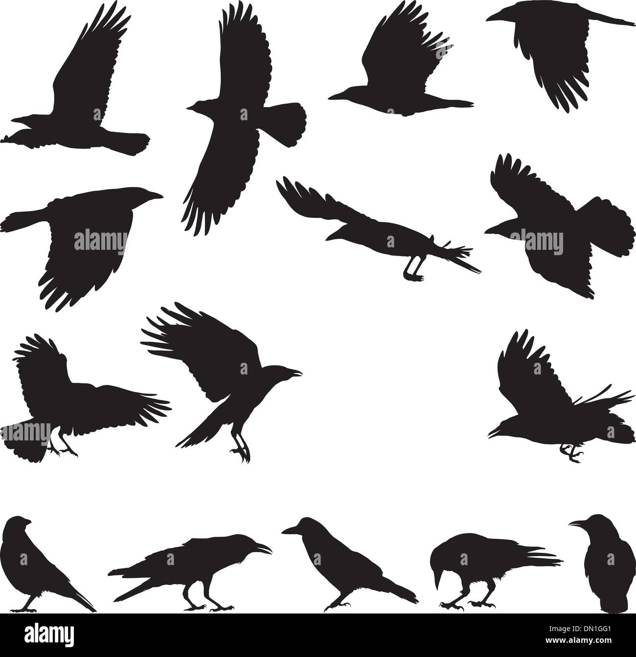 White crow Stock Vector Images - Alamy