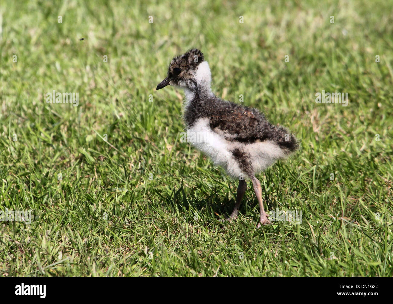 Baby common lapwings hi-res stock photography and images - Alamy