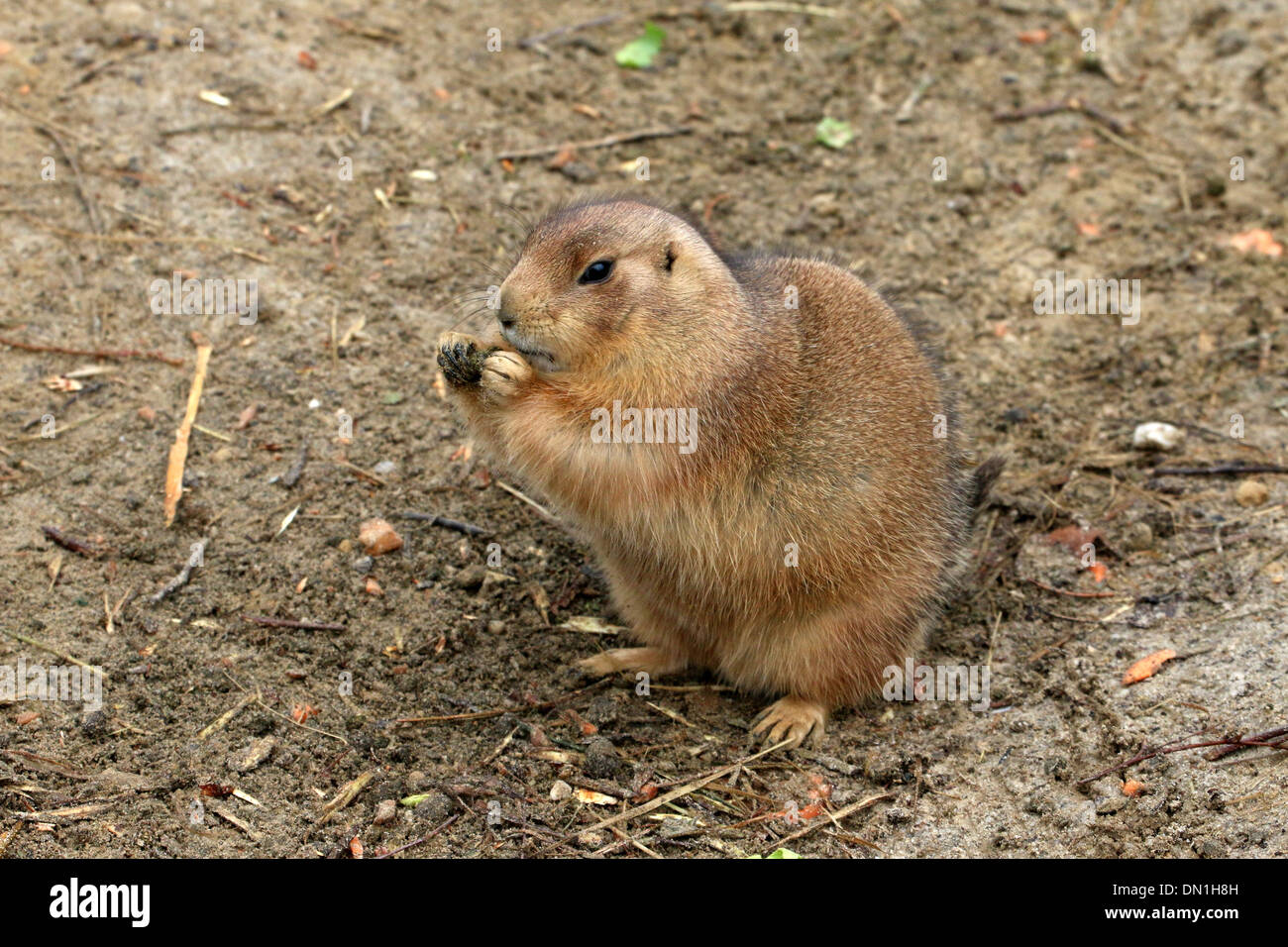 Chewing cane hi-res stock photography and images - Alamy