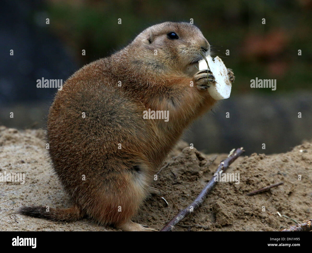 Black-tailed prairie dog (Cynomys ludovicianus) eating food Stock Photo ...